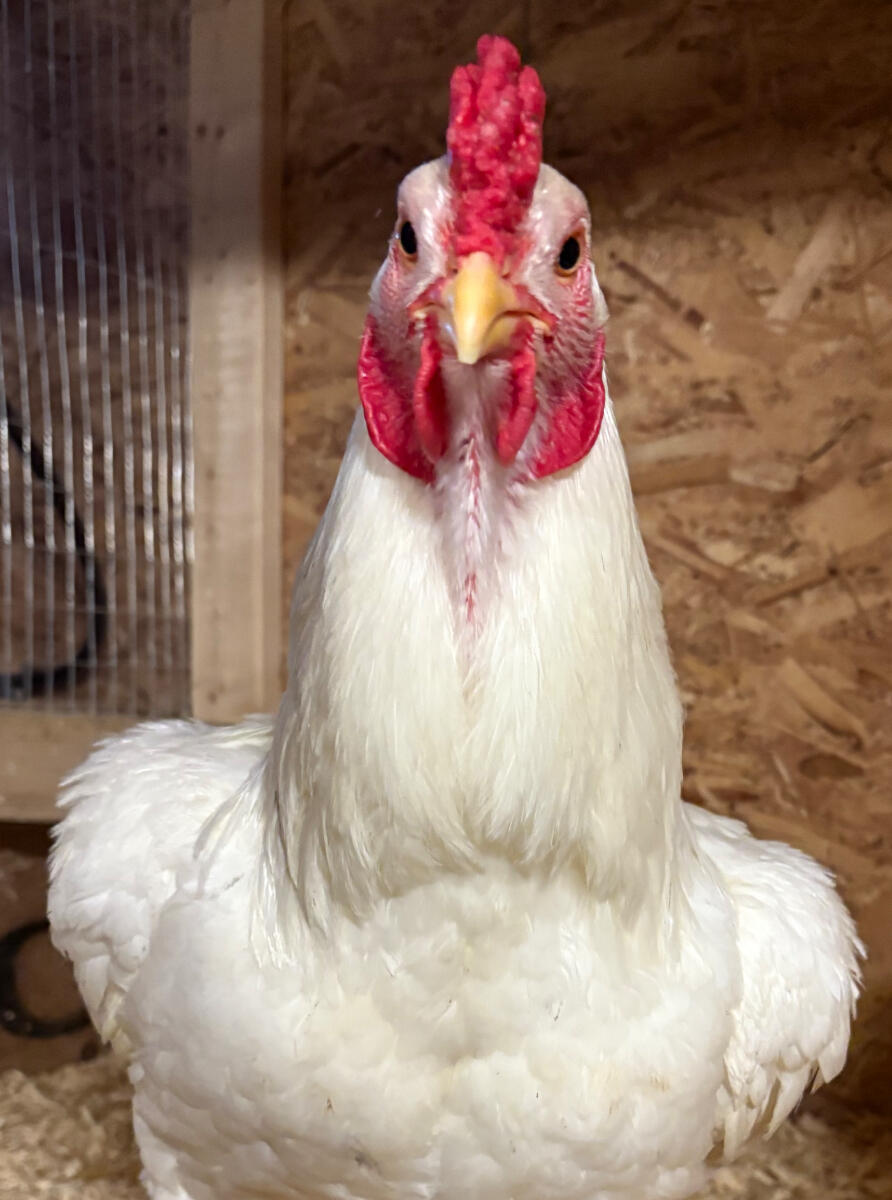 Nick's Chicks - Chickens & poultry